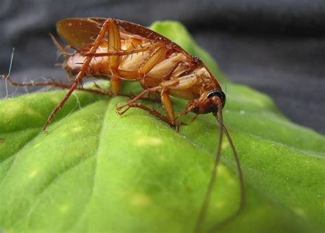 Can Boric Acid Kill Insects Safely And Inexpensively Country Homestead Living Living The