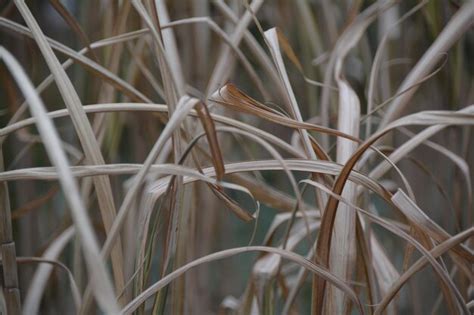 Premium Photo Close Up Of Grass