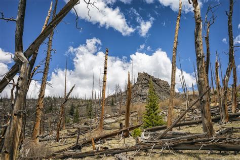 Tracking Forest Drought How Long Can Trees Survive Before The Forest Dies