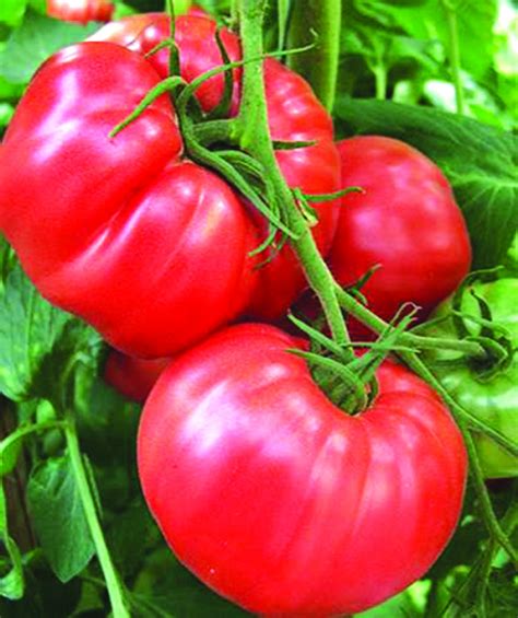 ჭოპორტულას ერთგულებით Bpn Ge