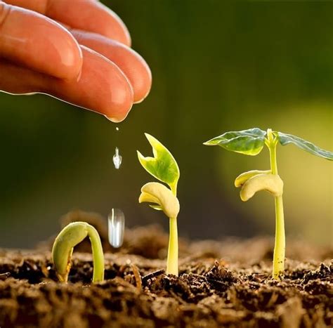 දේශීය දේශීය කෘෂිකර්මාන්තය හා කාබනික ගොවිතැන