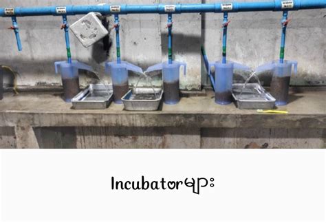 အစိမ်းရောင်လမ်း တီလားပီးယားငါးသားပေါက် Mono Sex အားလုံးအထီးဖြစ်အောင်လုပ် ထုတ်လုပ်ခြင်း