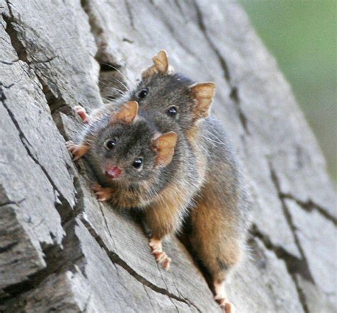 交配时间最长的动物：每次12小时以上，这种交配期持续2到3个星期死亡食物因为