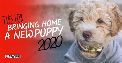 Tips For Bringing Home A Puppy In 2020 Sit Means Sit Atlanta