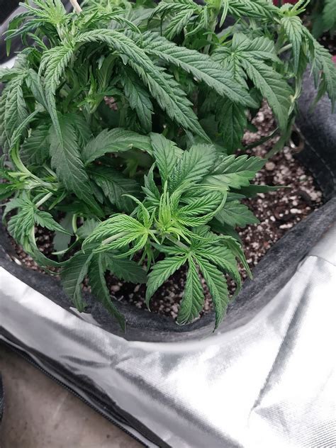 What Sex Plant Grow Cycle Ilgm Growers Forum Free Cannabis Growing Community