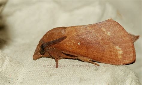 Dendrolimus Punctatus · Naturalista Colombia