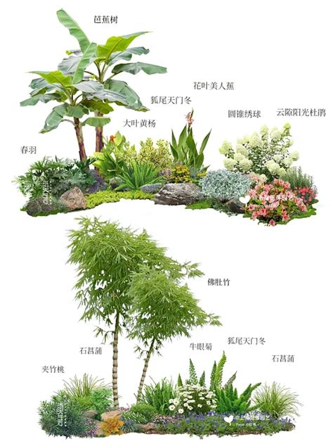 风庭院造景 植物搭配 花瓣网