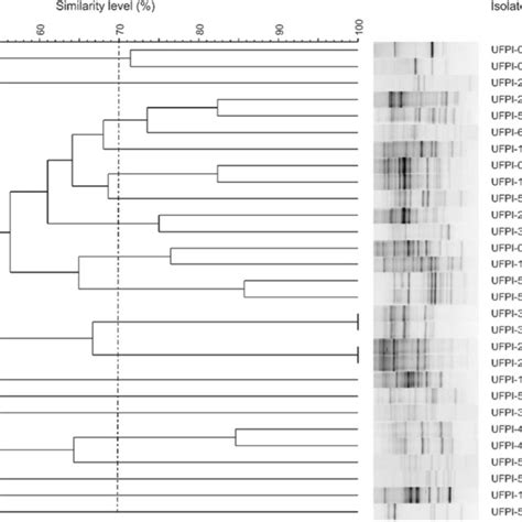 dendrogram of 29 isolates based on cluster analysis of box pcr products