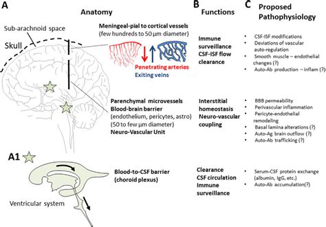 Schematic Representation Of Cerebrovascular Structures And Proposed