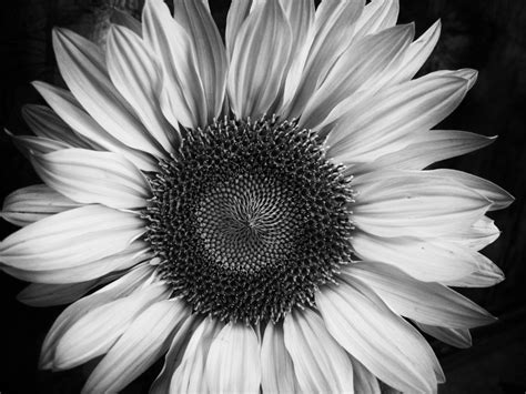 Black And White Photography Of Flowers