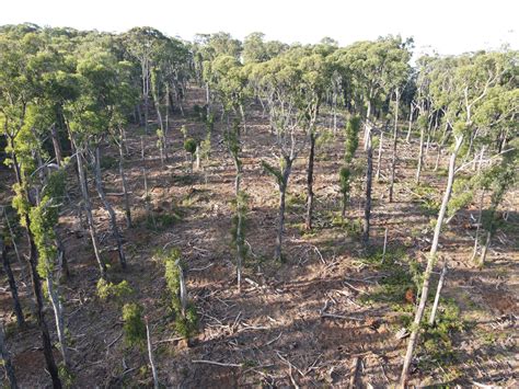 Pressure Mounts Against Rogue Logging In Dandenong Ranges National Park Victorian National