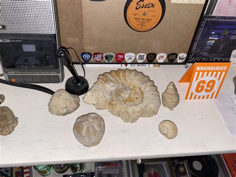 Fossil Or Not R Fossilhunting