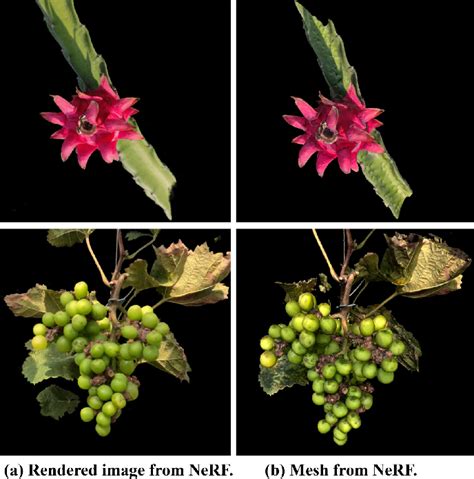 Figure 1 From High Fidelity 3d Reconstruction Of Plants Using Neural