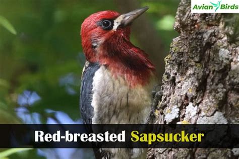 Top 10 Small Birds With Red Chests Id Guide