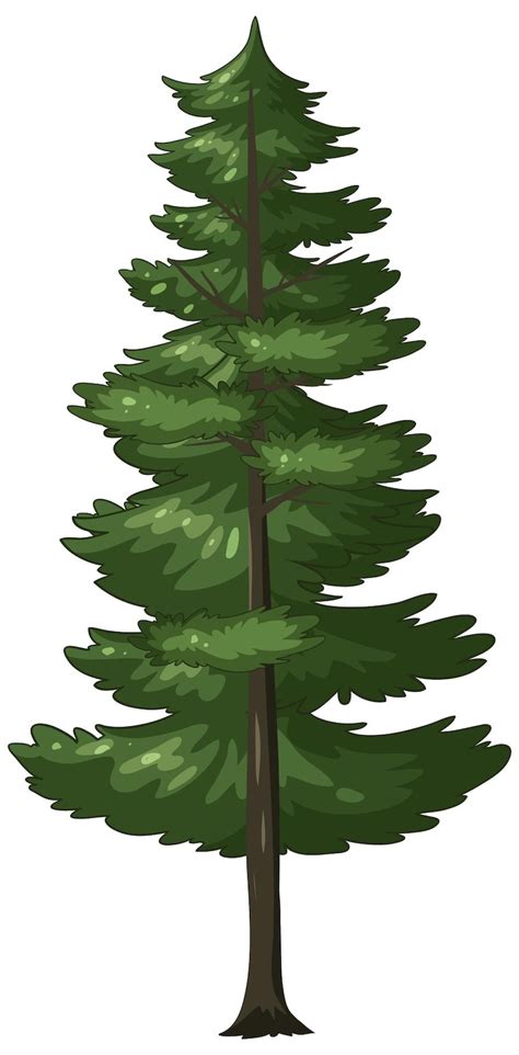 Pine Tree Graphic Pine Tree Vector Illustrationisolated Grote Spar