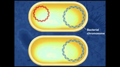 WHAT IS CONJUGATION YouTube