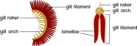 Fish Gill Types Structure And Function Fish Article