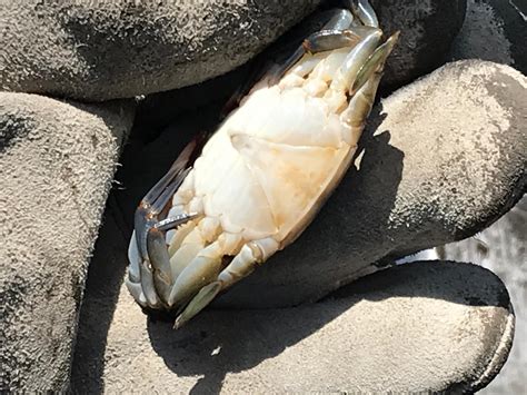 Crab Sex Ed 101 By B0b Observer On Deviantart