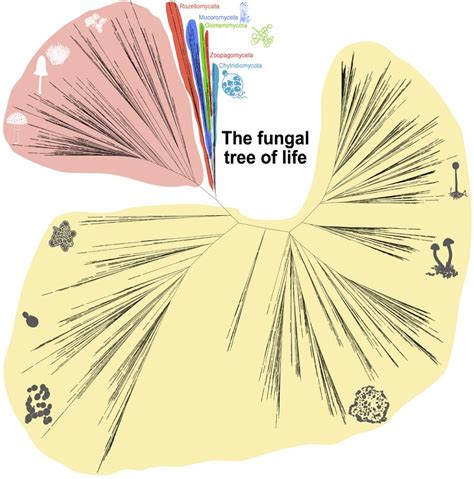 Idea Lab On Linkedin Bioinformatics Opensource Github Unigraz