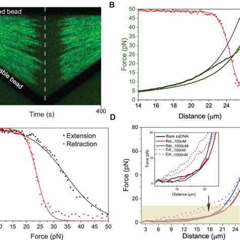 Schematics Of T7 Gp25 Binding To Ssdna Regulated By C Terminal Tail