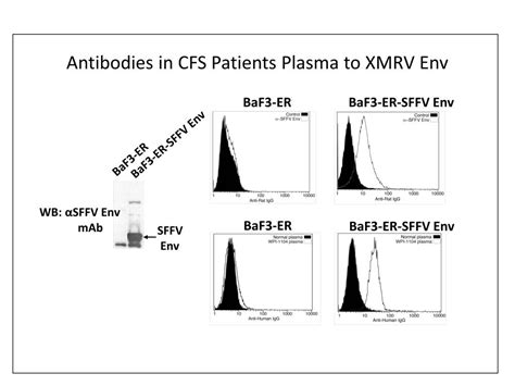 Ppt Xmrv Protein Expression In Purified Activated T And B Lymphocytes