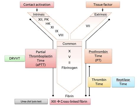 Nte®️n🅰️l Ⓜ️edℹ©️ℹne On Twitter Diagram Of The Clotting Cascade With Corresponding Lab Tests