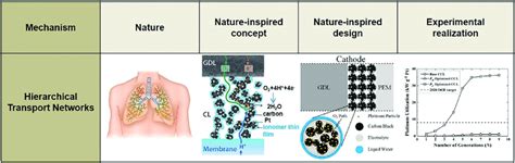 Systematic Methodology For The Nature Inspired Design Of Hierarchically