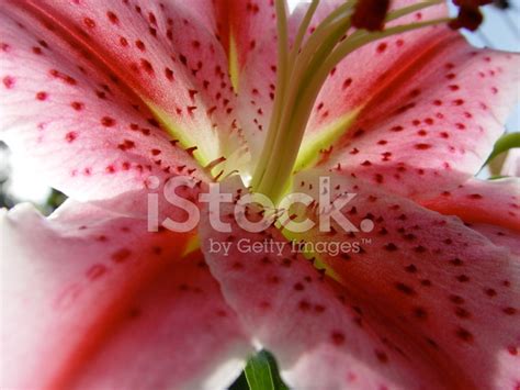 Stargazer Lily Stock Photo Royalty Free Images Freeimages
