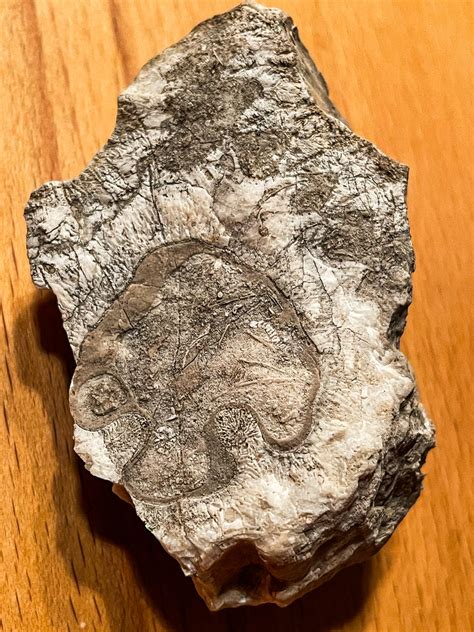 Rudist Mollusc Bivalve Fossil This Fossil From Durmitor Ar Flickr
