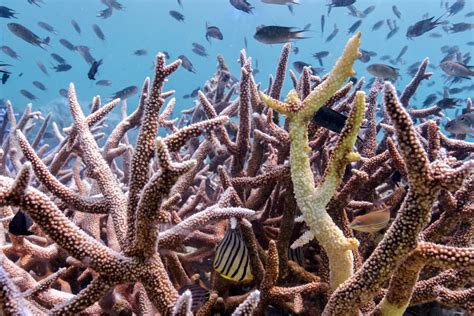 Most Intense Bleaching Event Ever Global Coral Reefs Under Danger