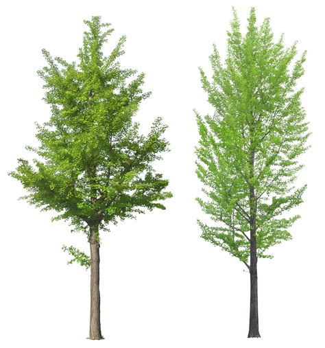 Fall Leaves Png Air Purifying House Plants Image Resources Tropical Region Landscape