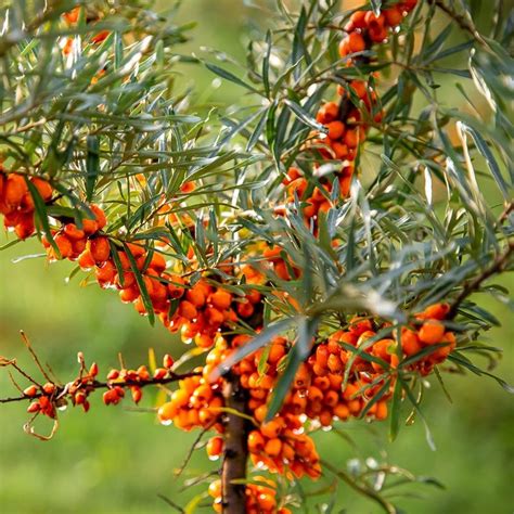 30 The Most Resilient Berry Bushes For Any Garden