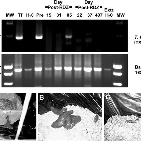 Analysis Of Single Tube Nested Polymerase Chain Reaction Pcr Download Scientific Diagram