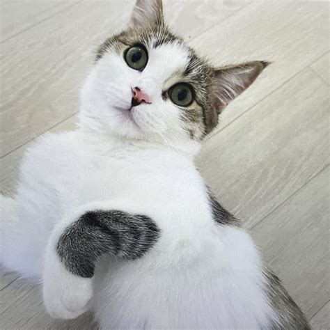 귀여운 고양이 종류 브리티쉬 숏헤어 성격 브리티시숏헤어 네이버 블로그