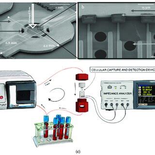 A B Scanning Electron Micrographs Of The Cellular Capture And Download Scientific Diagram