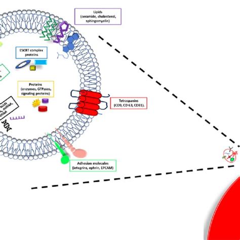 Exosome Composition A Schematic Illustration Of Exosome Structure And