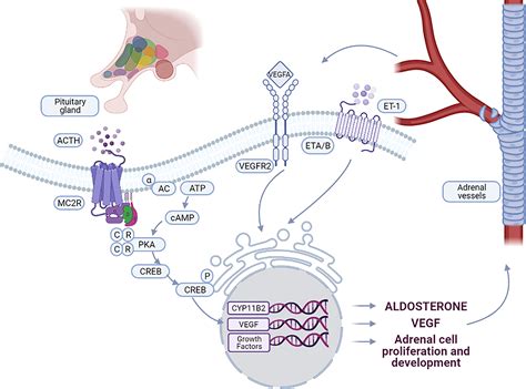 Adrenal Gland Hormones Synthesis