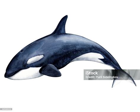 범고래 사실적인 수채화 그림 북극의 바다와 바다의 야생 주민 흰색 배경에 격리된 이미지입니다 범고래에 대한 스톡 벡터 아트 및