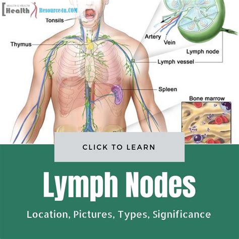 Chart Of Lymph Nodes Educational Chart Resources