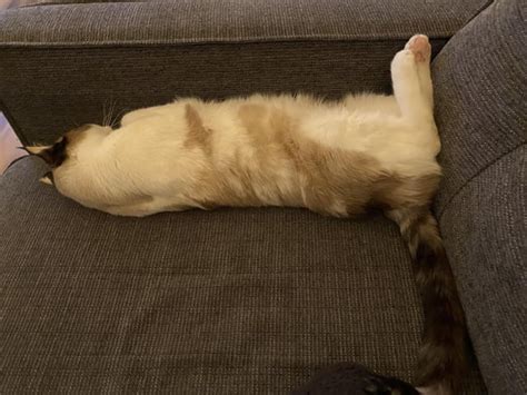 Junie Bug At Her Finest Rsnowshoecats