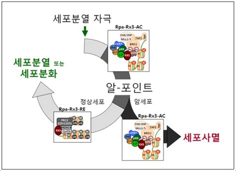 암세포의 자살 유도하는 핵심원리 규명 후생신보