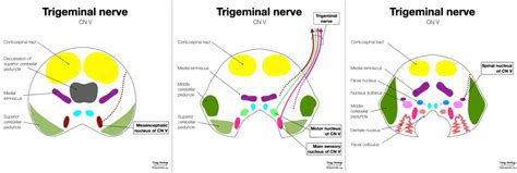 Trigeminal Nerve Brainstem