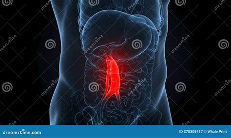 Examining Appendicitis Anatomy Highlighted In Red Royalty Free Stock