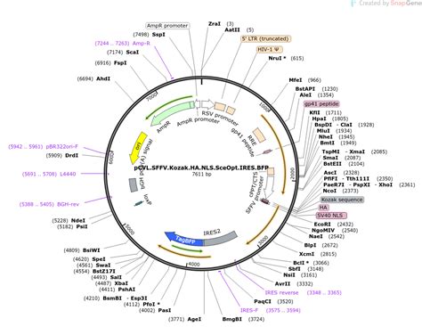 Addgene Pcvl Sffv Kozak Ha Nls Sceopt Ires Bfp