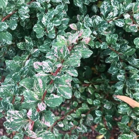 Berberis Thunbergii Silver Beauty