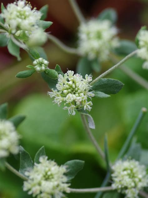 Eriogonum Jamesii Var Jamesii Beth Chattos Plants And Gardens