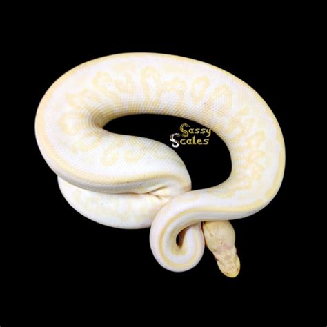 Albino Onyx Ball Python By Sassy Scales