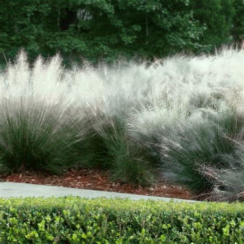 Cottage Farms Direct Sun White Cloud Grass 3pc Backyard