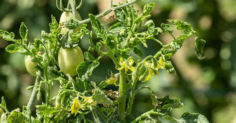 Why Are My Tomato Leaves Curling The Garden Magazine