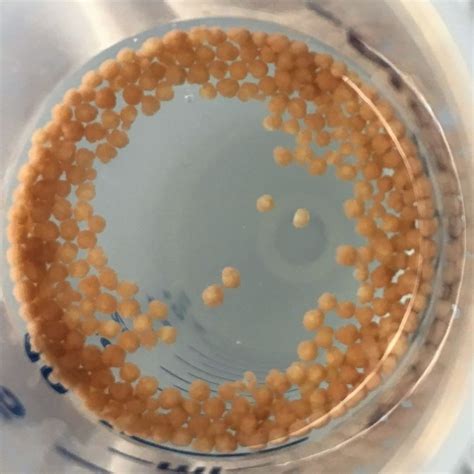 Lets Talk Coral Sex Mote Researchers Tackle Coral Spawning Asynchrony To Make Coral Babies